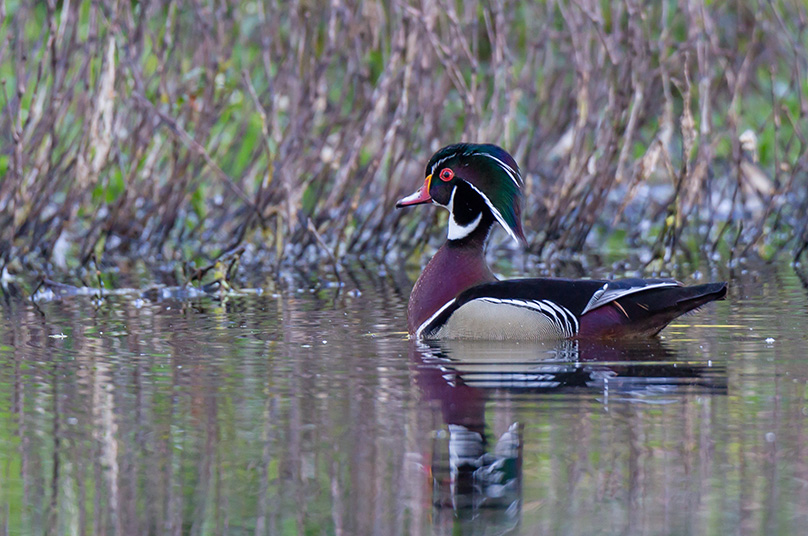 Indiana Dunes Self-Guided Birding Tour | Indiana Dunes