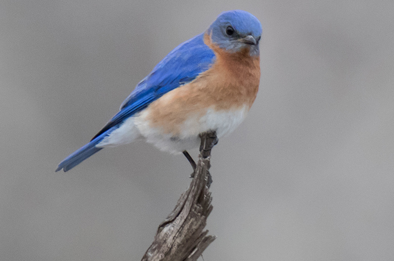 Indiana Dunes Self-Guided Birding Tour | Indiana Dunes
