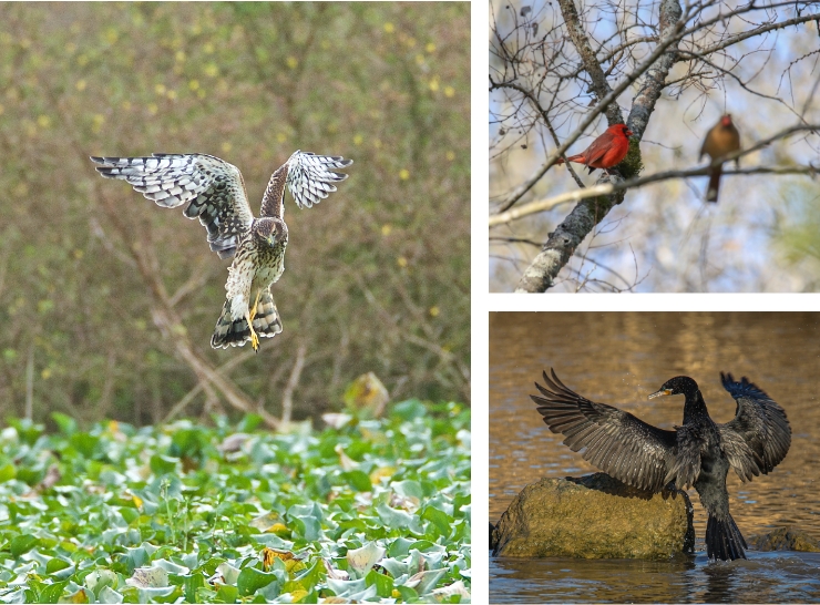 Why Bay Area Houston, TX, is a Birders' Paradise